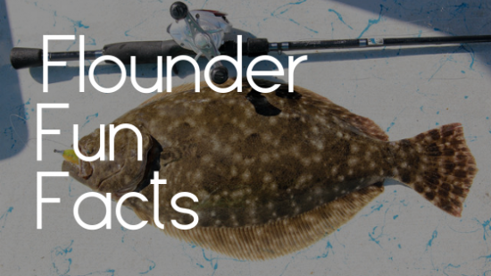 Flounder Fun Facts (1) - Angler Sportsman