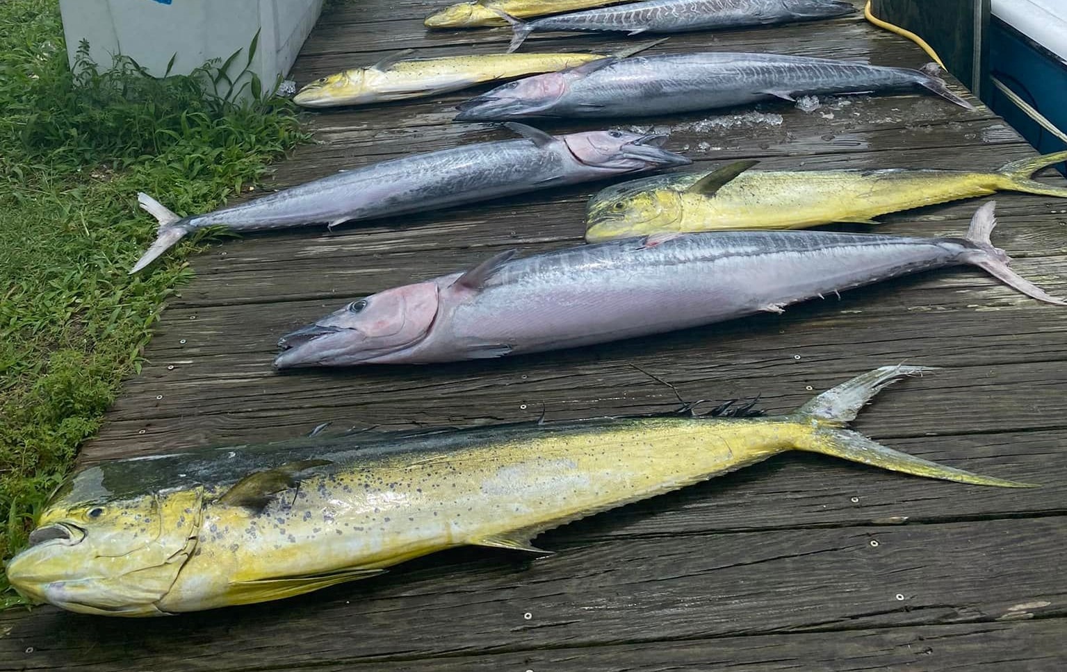 Dolphin-Wahoo-Pic-July - Angler Sportsman