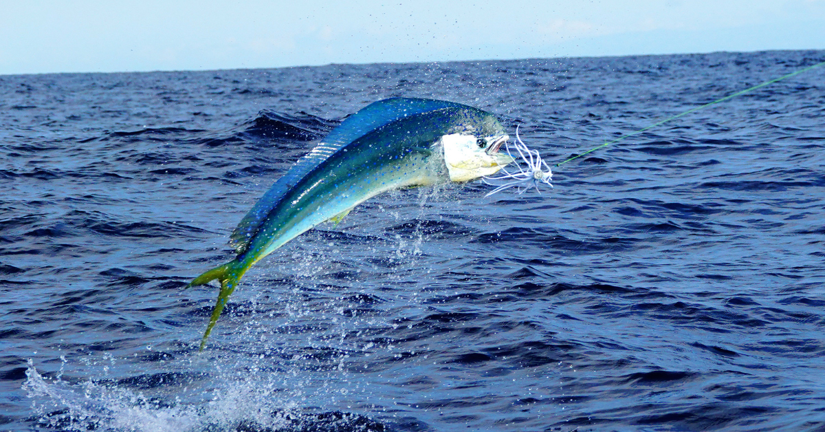 Day of The Mahi..... Nearshore Fishing Tactics For Small Boat Anglers ...