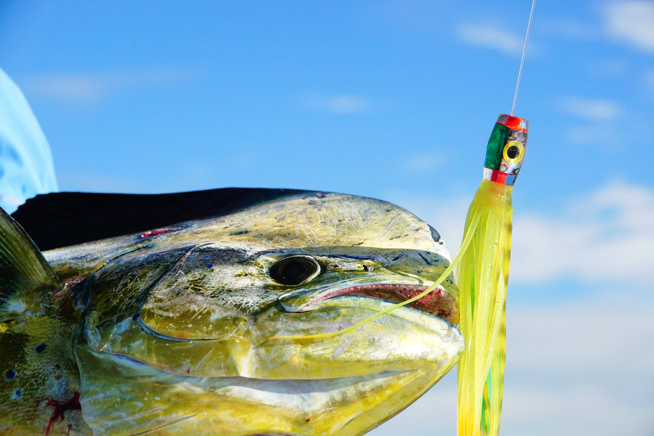 Mahi,Mahi,Sport,Fishing,Costa,Rica,With,Trolling,Lures - Angler Sportsman